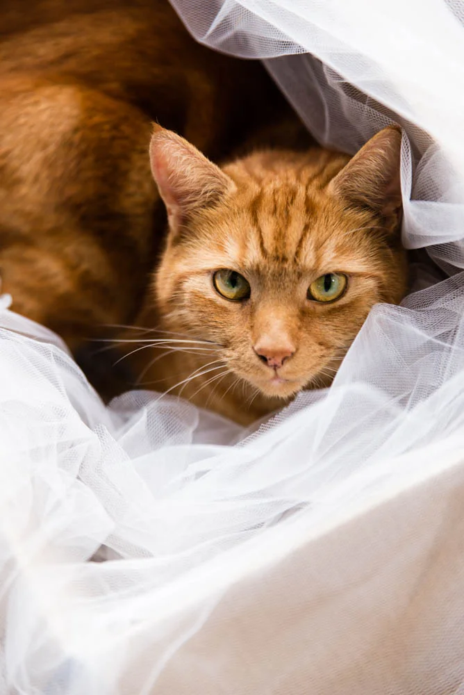 Cats photographed at home in Auckland — Yellow Lab Pet Photographer