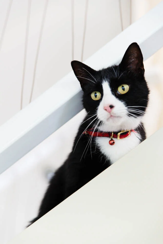 Cats photographed at home in Auckland — Yellow Lab Pet Photographer