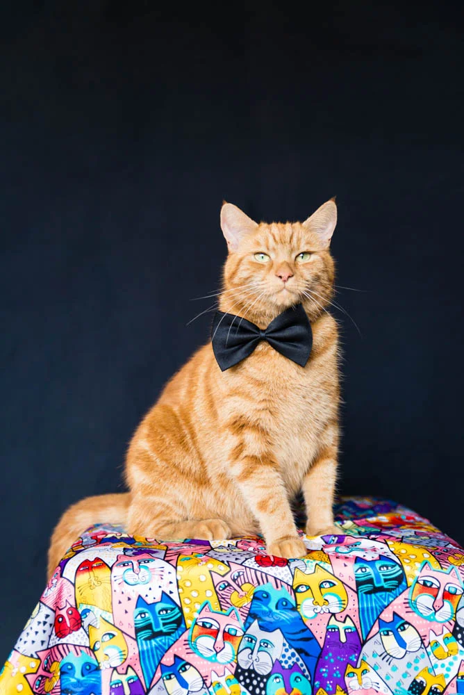 Cats photographed at home in Auckland — Yellow Lab Pet Photographer