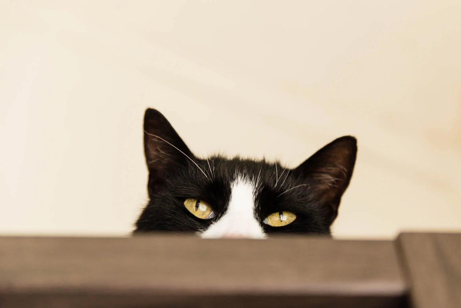 Cats photographed at home in Auckland — Yellow Lab Pet Photographer