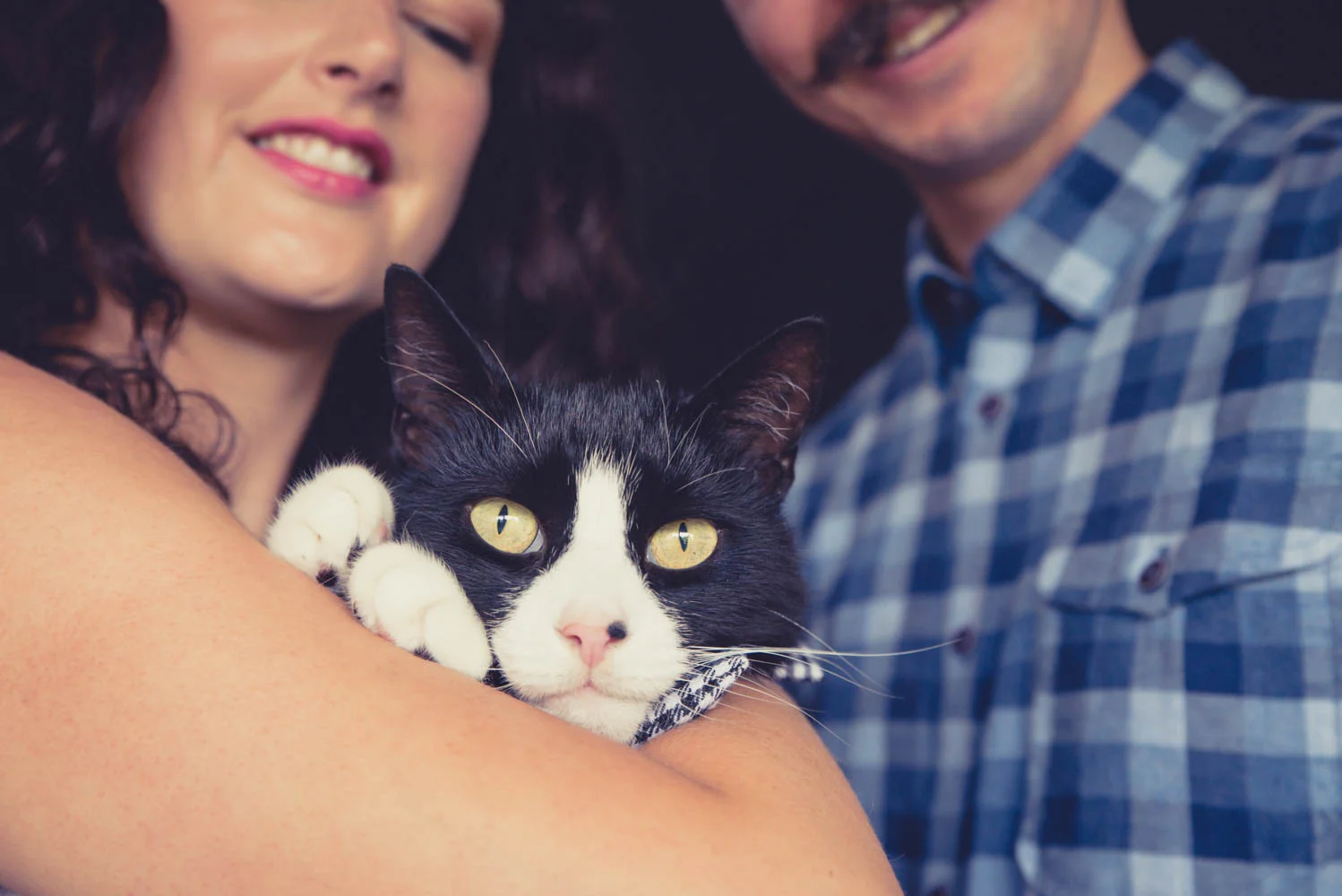 Cats photographed at home in Auckland — Yellow Lab Pet Photographer