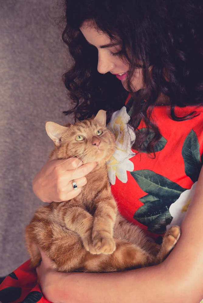 Cats photographed at home in Auckland — Yellow Lab Pet Photographer