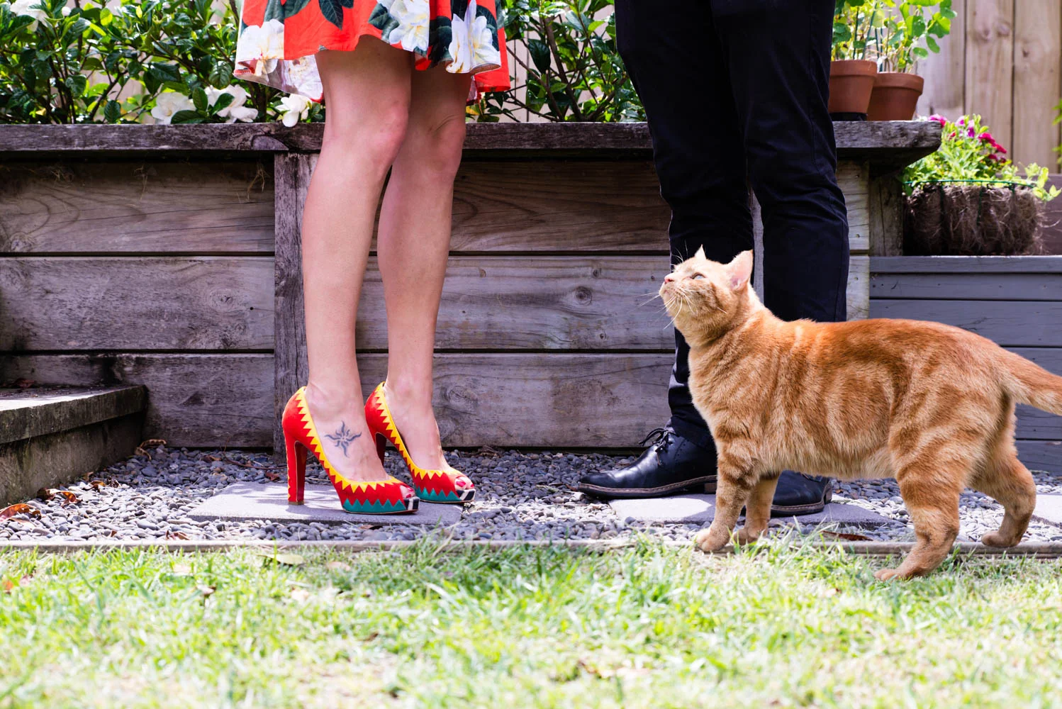 Cats photographed at home in Auckland — Yellow Lab Pet Photographer