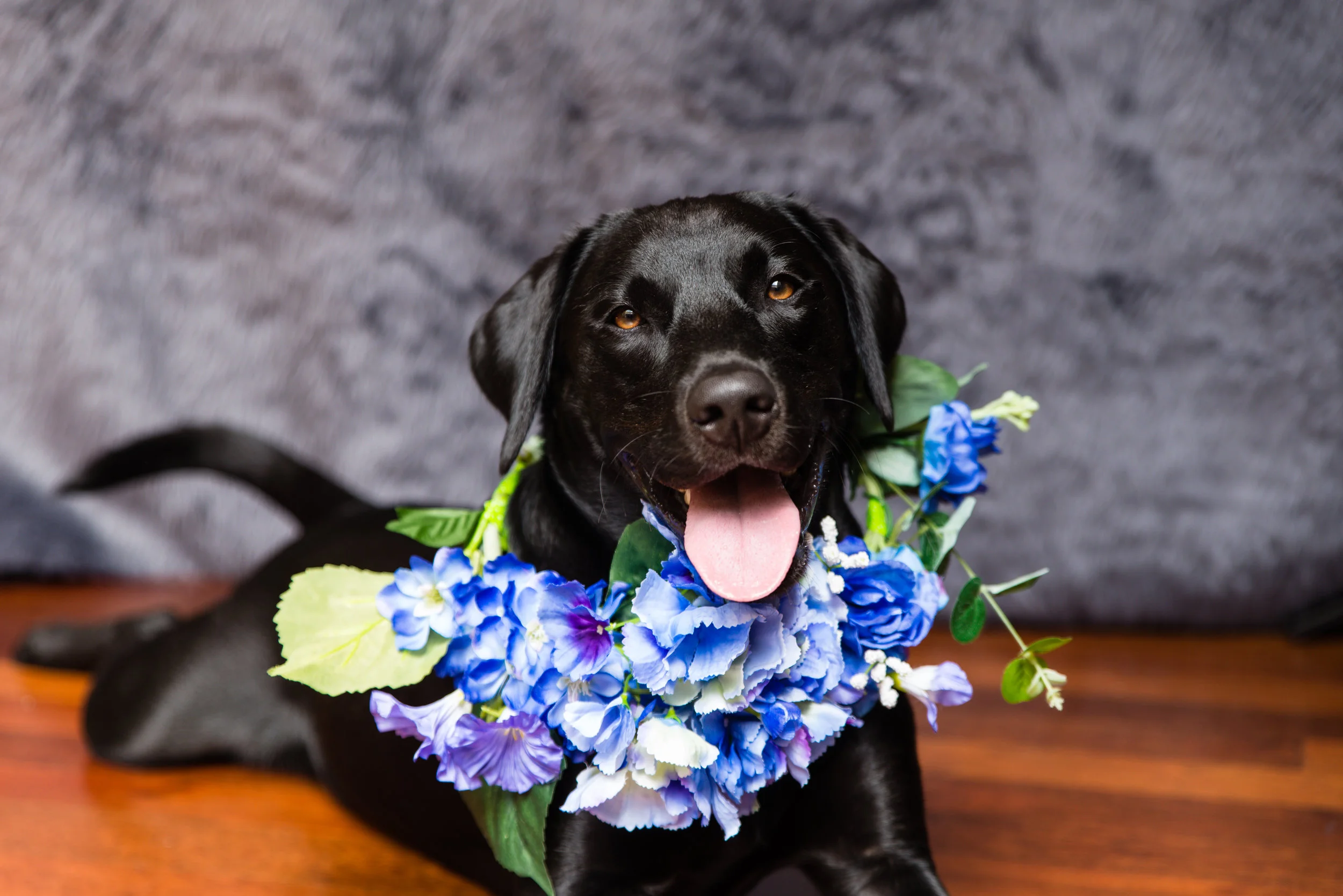 What is a Yellow Lab pet photoshoot — Yellow Lab Pet Photographer