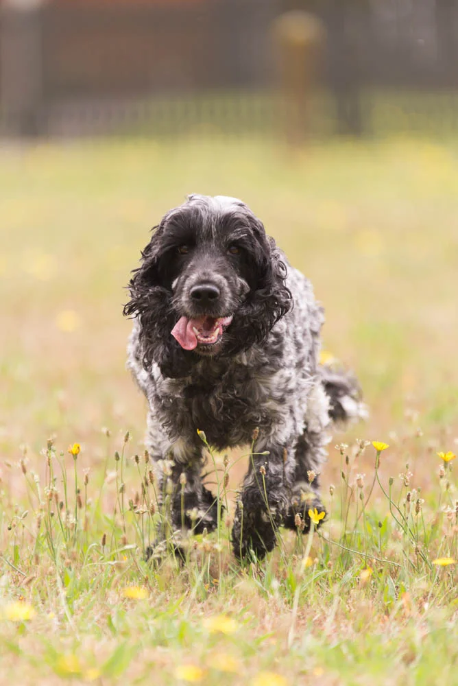 Where to take photos in Hobsonville — Yellow Lab Pet Photographer