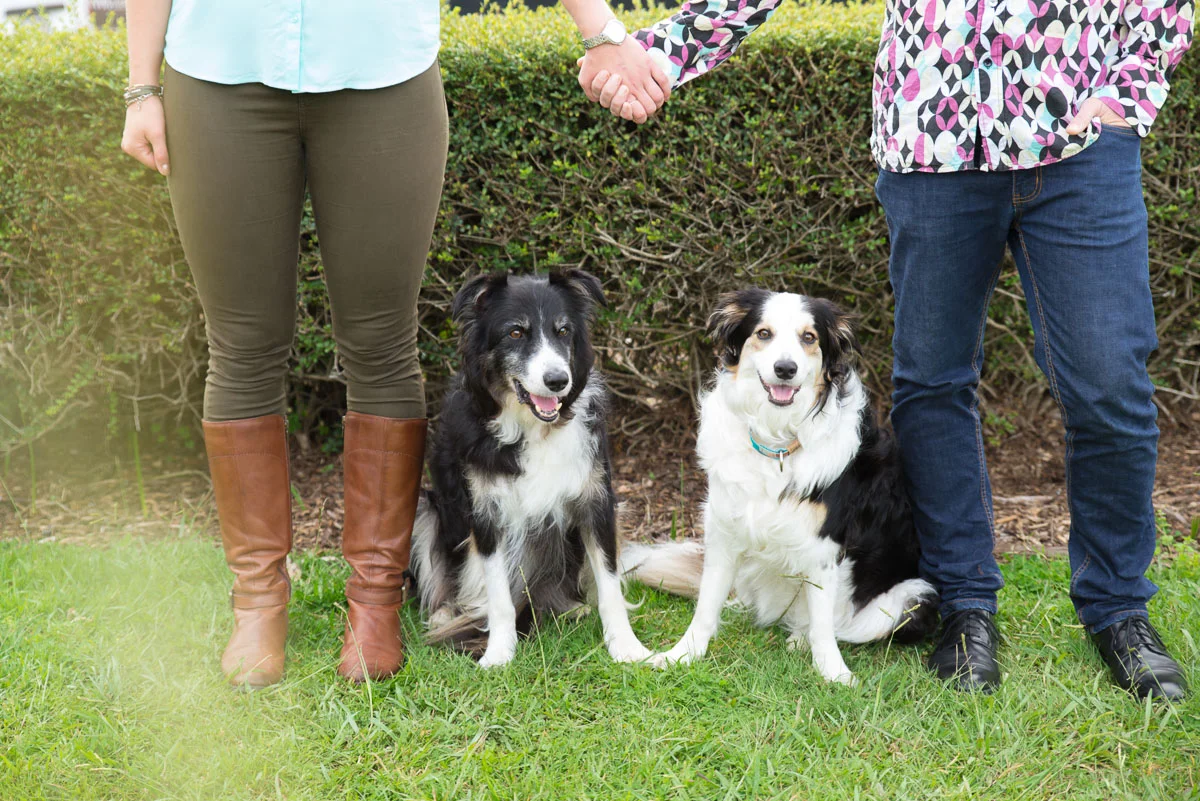 Border collie pair in Auckland studio — Yellow Lab Pet Photographer