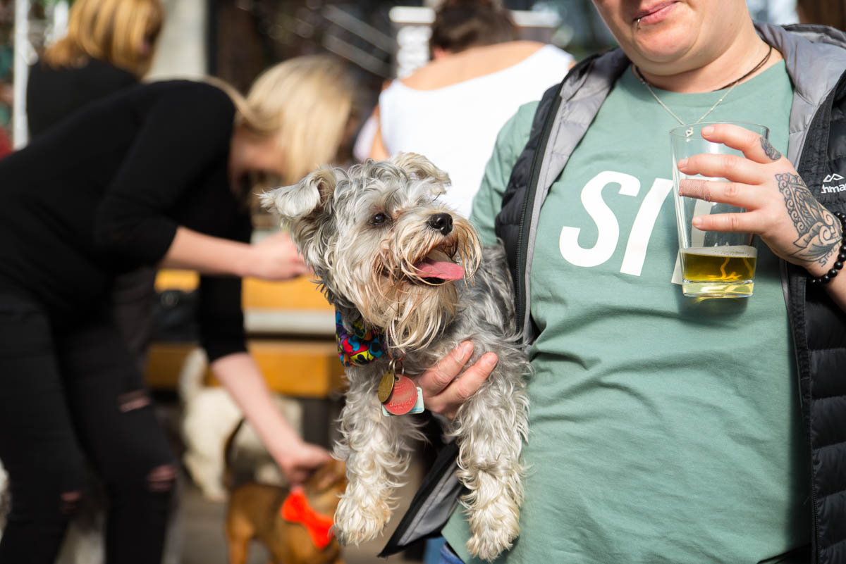 Dog & Grog event with pet photos — Yellow Lab Pet Photographer