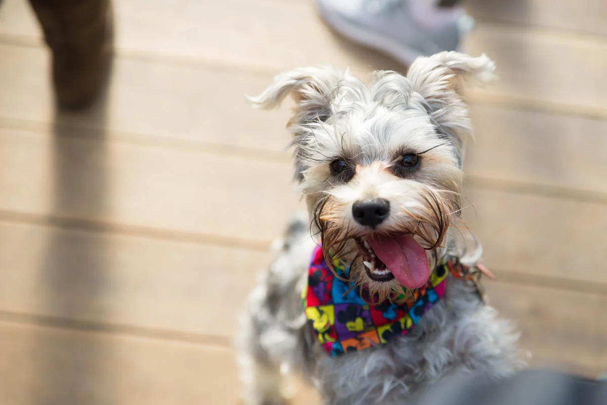 Dog & Grog event with pet photos — Yellow Lab Pet Photographer