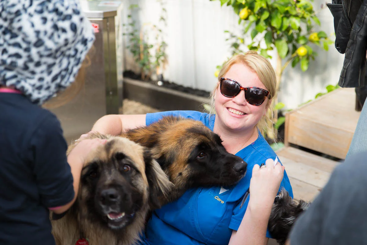 Dog & Grog event with pet photos — Yellow Lab Pet Photographer