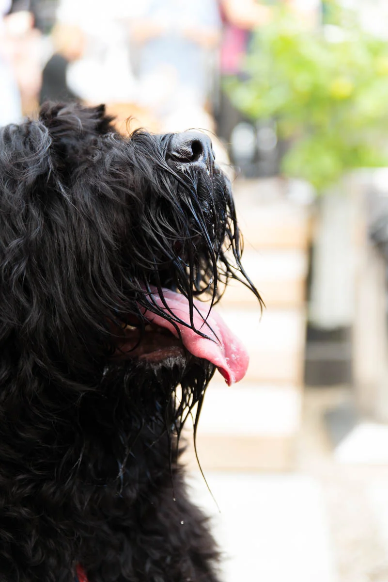 Dog & Grog event with pet photos — Yellow Lab Pet Photographer