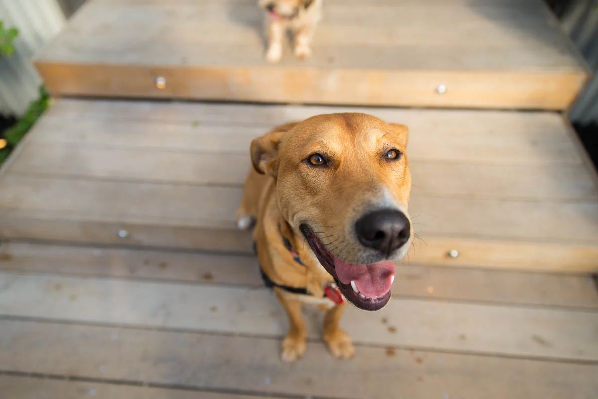Dog & Grog event with pet photos — Yellow Lab Pet Photographer