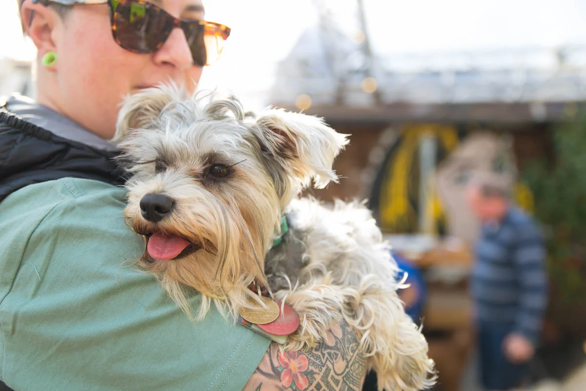 Dog & Grog event with pet photos — Yellow Lab Pet Photographer