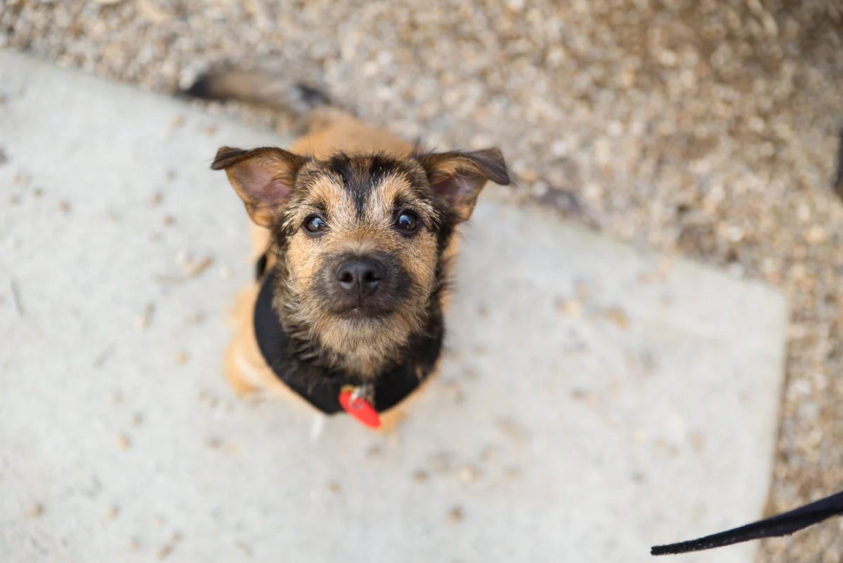 Dog & Grog event with pet photos — Yellow Lab Pet Photographer