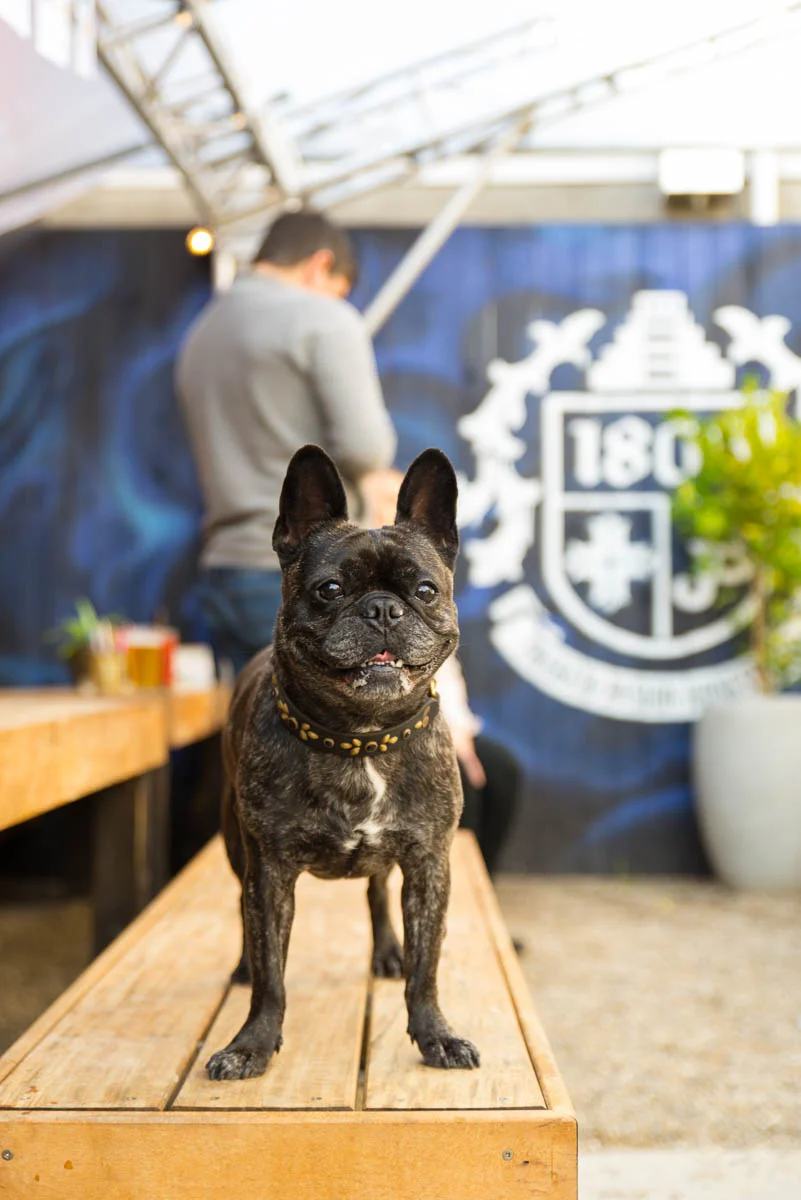 Dog & Grog event with pet photos — Yellow Lab Pet Photographer