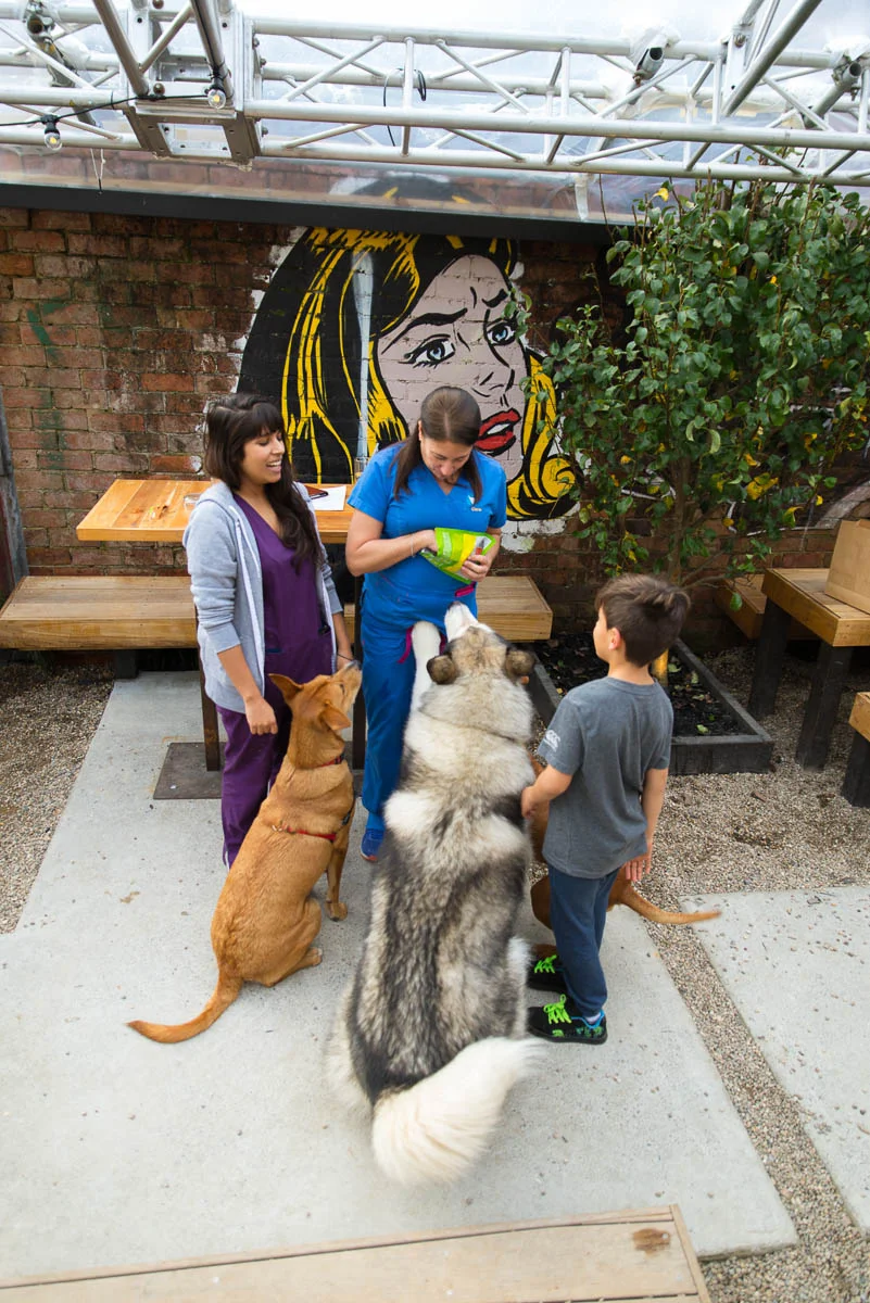 Dog & Grog event with pet photos — Yellow Lab Pet Photographer