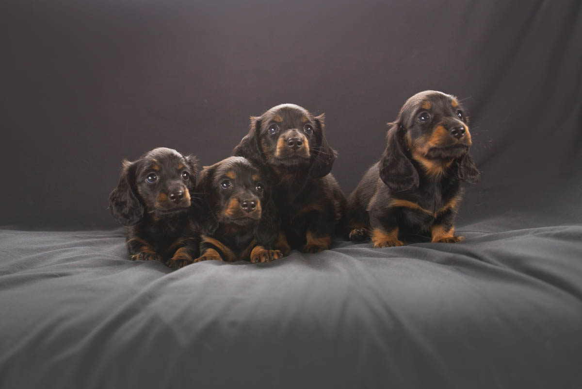 How to take photos of your dog with your phone — Yellow Lab Pet ...