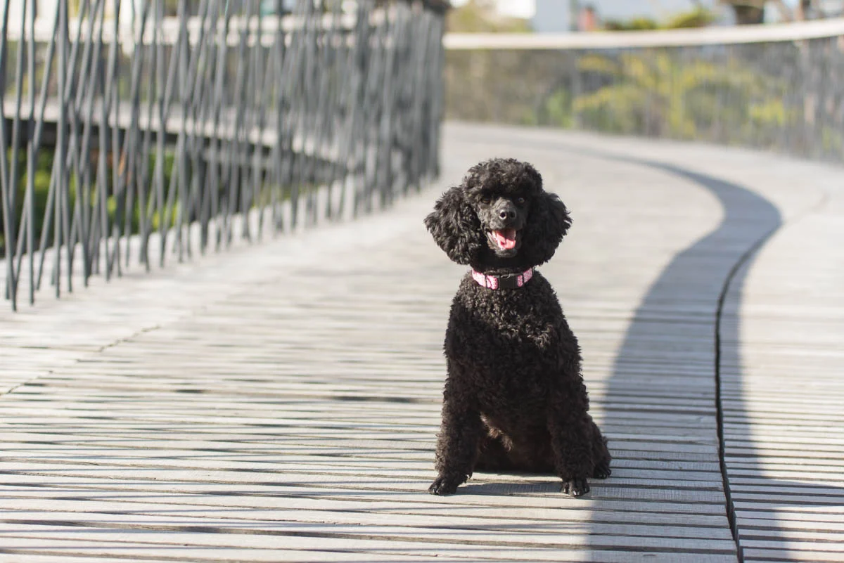 How to take photos of your dog with your phone — Yellow Lab Pet ...