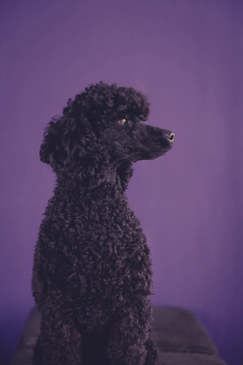 Poodle photoshoot with family — Yellow Lab Pet Photographer