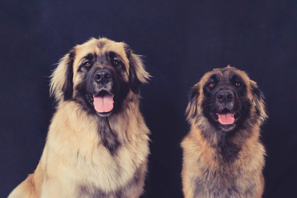 Leonberger dogs visit auckland dog photographer — Yellow Lab Pet ...