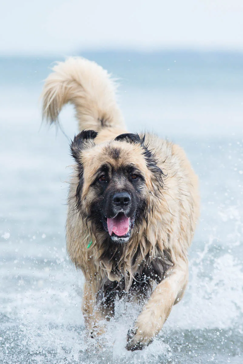 Leonberger dogs visit auckland dog photographer — Yellow Lab Pet ...