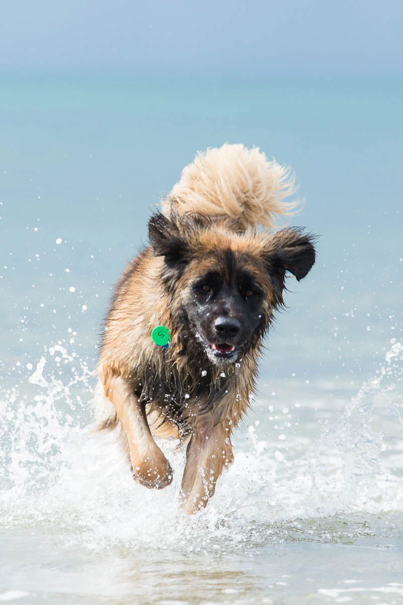 Leonberger dogs visit auckland dog photographer — Yellow Lab Pet ...