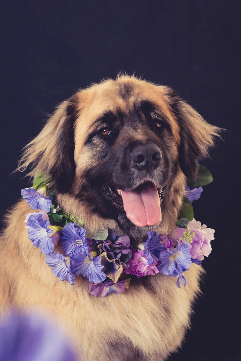 Leonberger dogs visit auckland dog photographer — Yellow Lab Pet ...