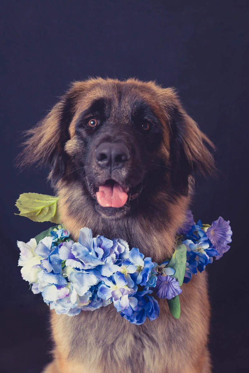 Leonberger dogs visit auckland dog photographer — Yellow Lab Pet ...