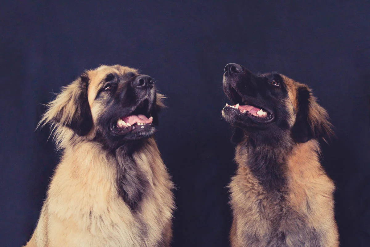 Leonberger dogs visit auckland dog photographer — Yellow Lab Pet ...
