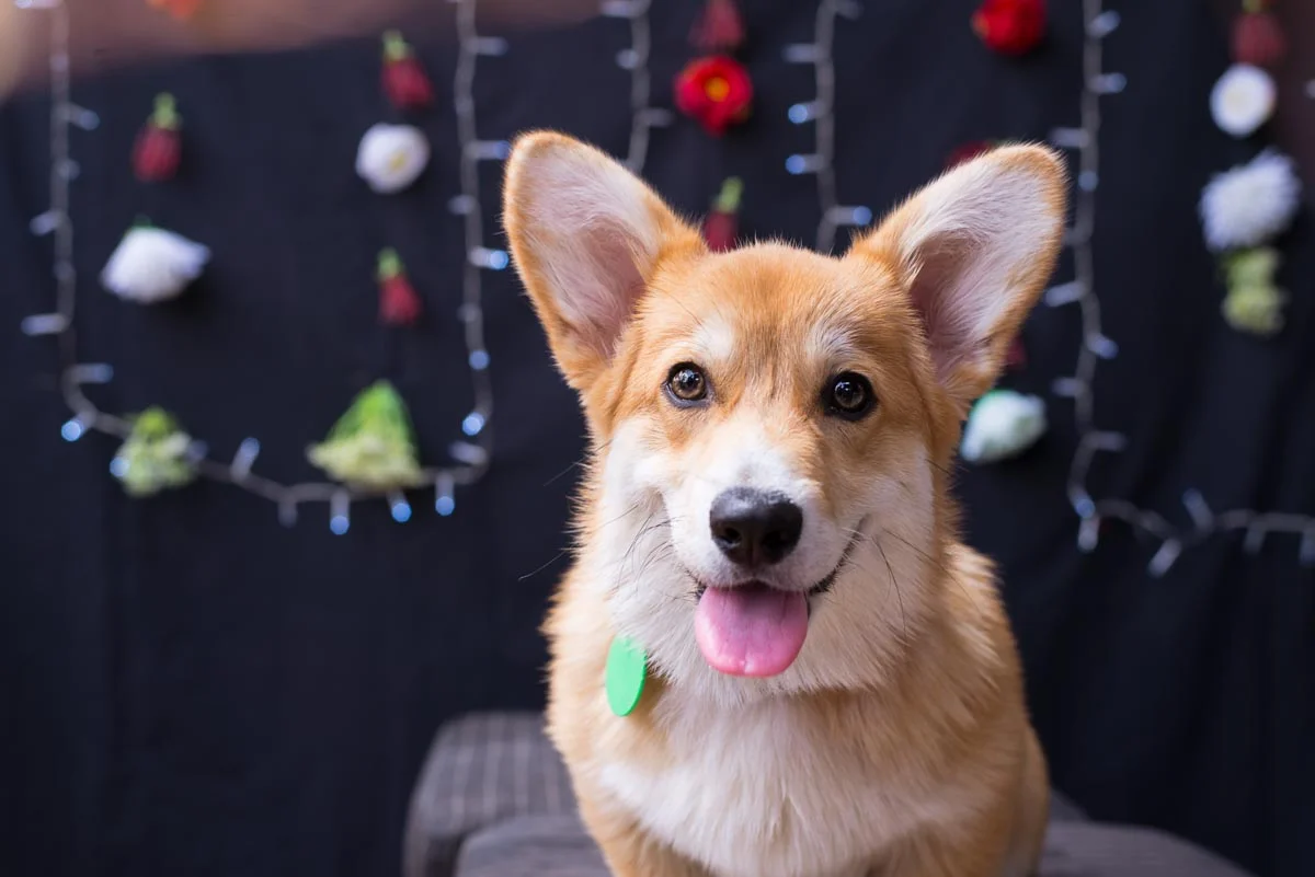 Dog & Grog xmas party, with pics — Yellow Lab Pet Photographer