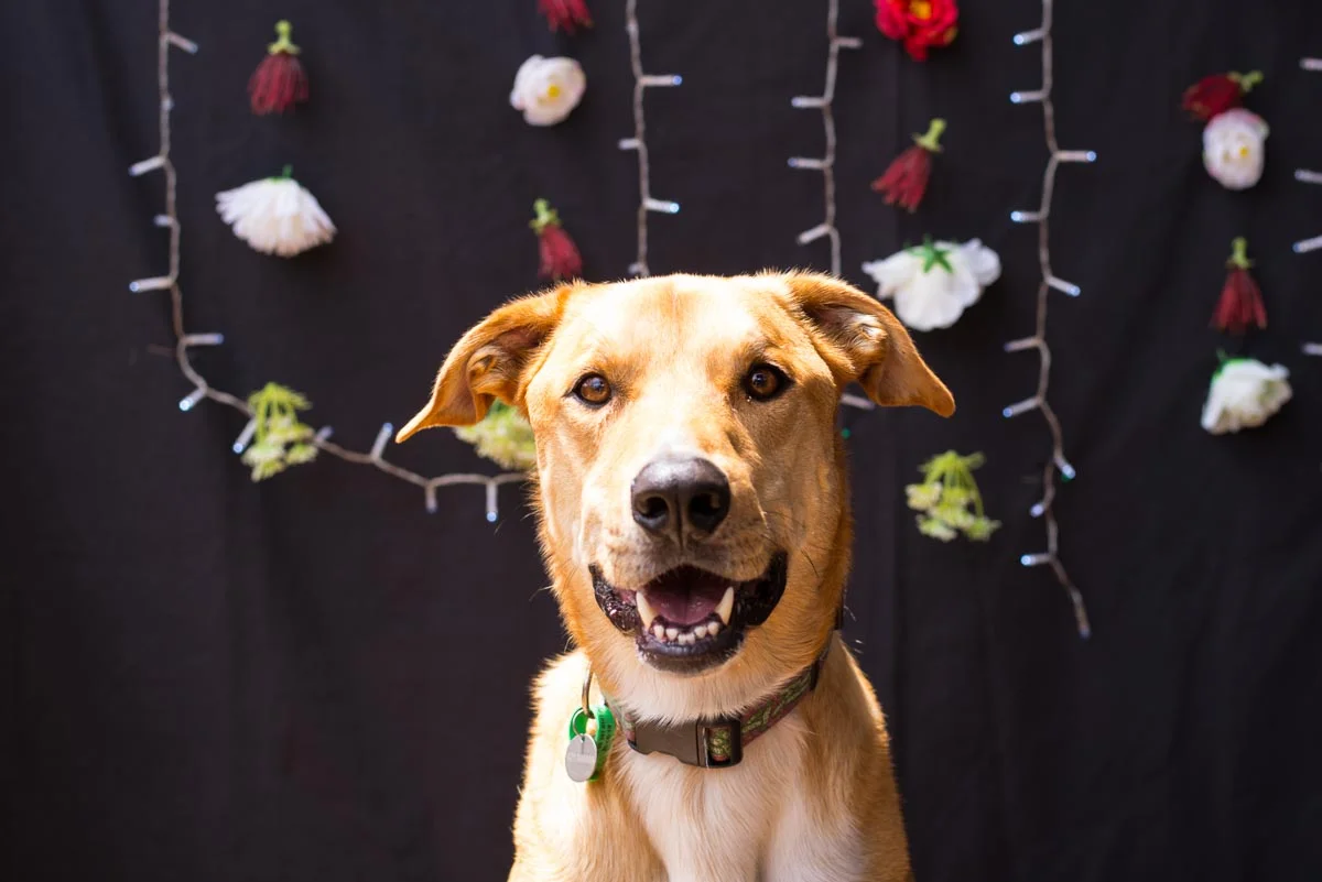 Dog & Grog xmas party, with pics — Yellow Lab Pet Photographer