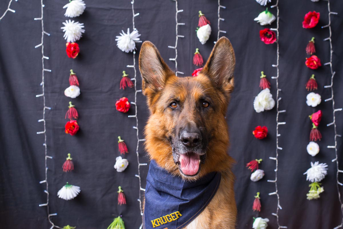 Dog & Grog xmas party, with pics — Yellow Lab Pet Photographer