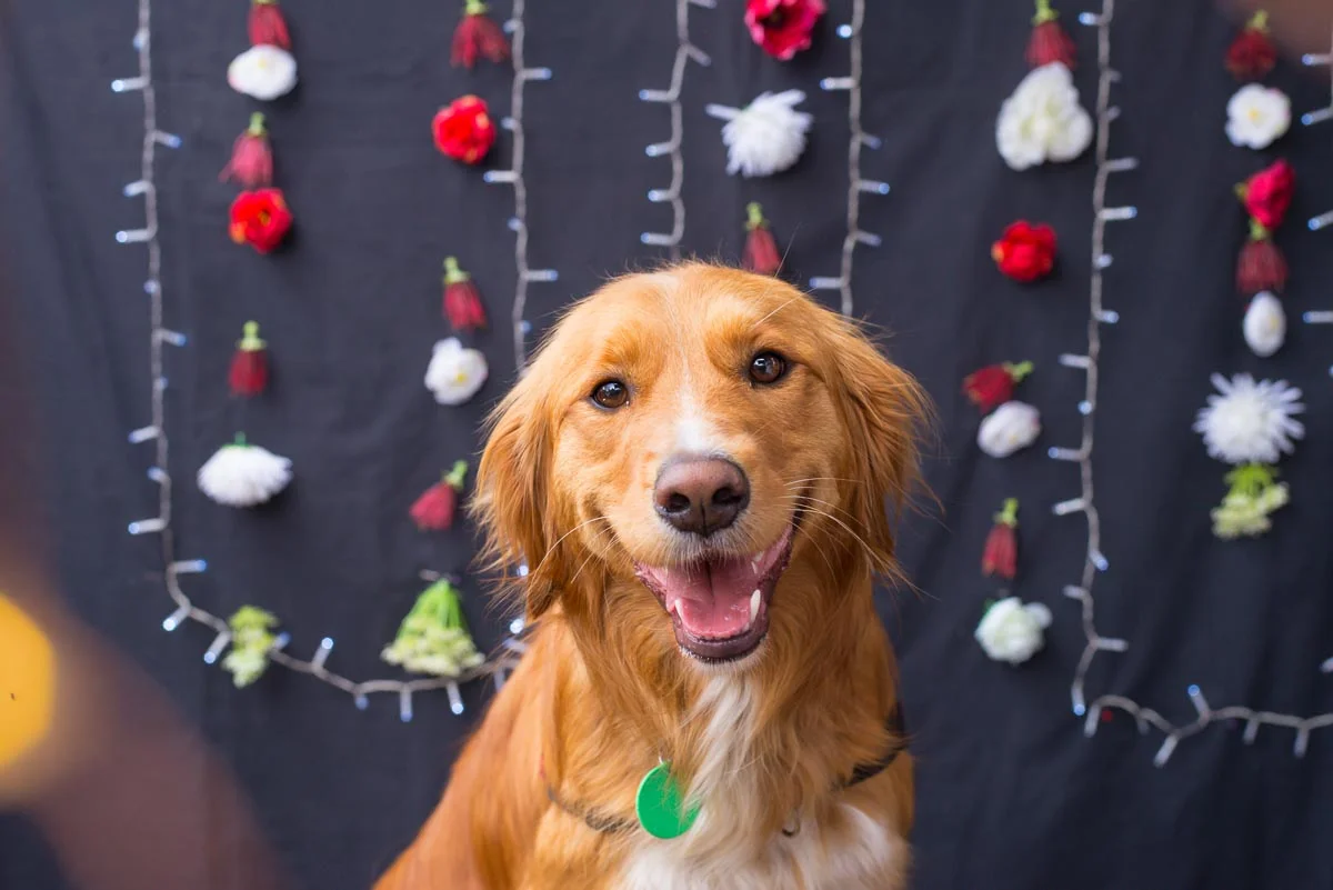 Dog & Grog xmas party, with pics — Yellow Lab Pet Photographer