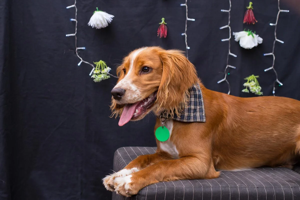 Dog & Grog xmas party, with pics — Yellow Lab Pet Photographer