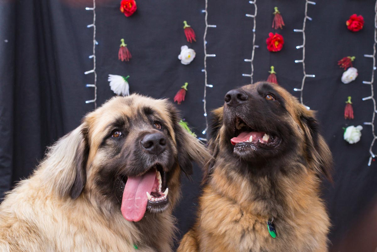 Dog & Grog xmas party, with pics — Yellow Lab Pet Photographer