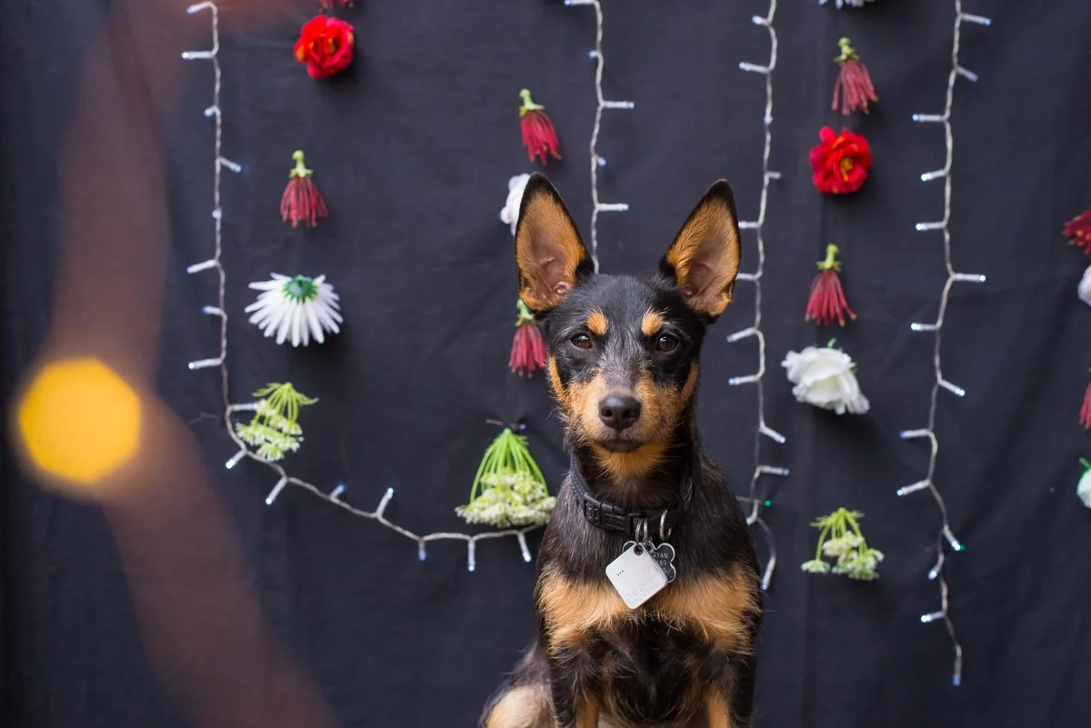 Dog & Grog xmas party, with pics — Yellow Lab Pet Photographer