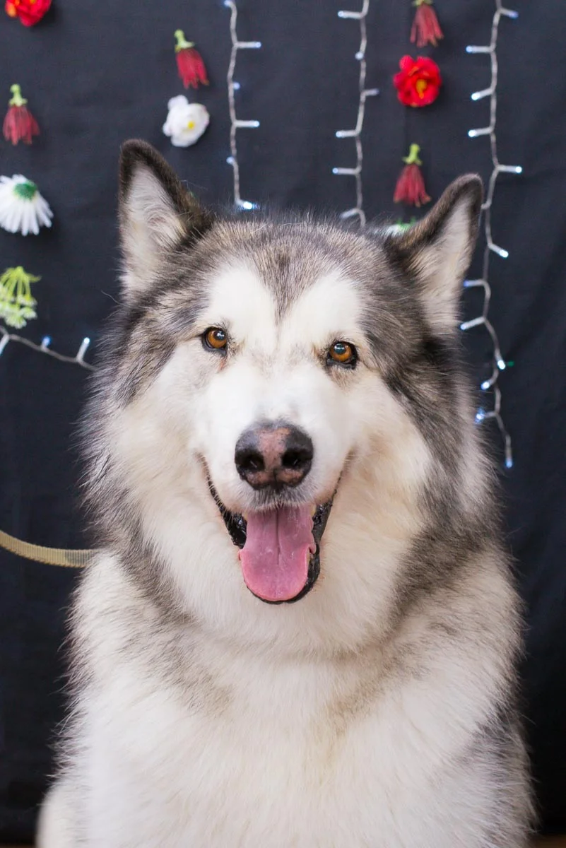 Dog & Grog xmas party, with pics — Yellow Lab Pet Photographer