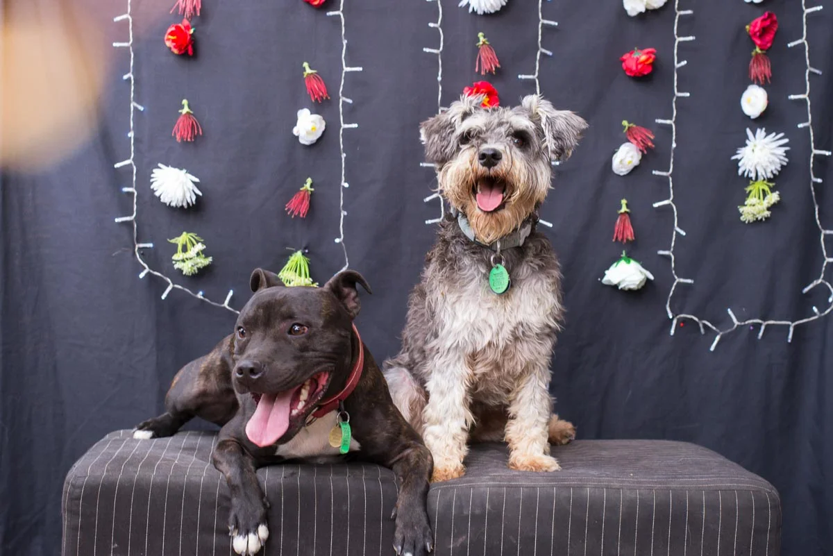 Dog & Grog xmas party, with pics — Yellow Lab Pet Photographer