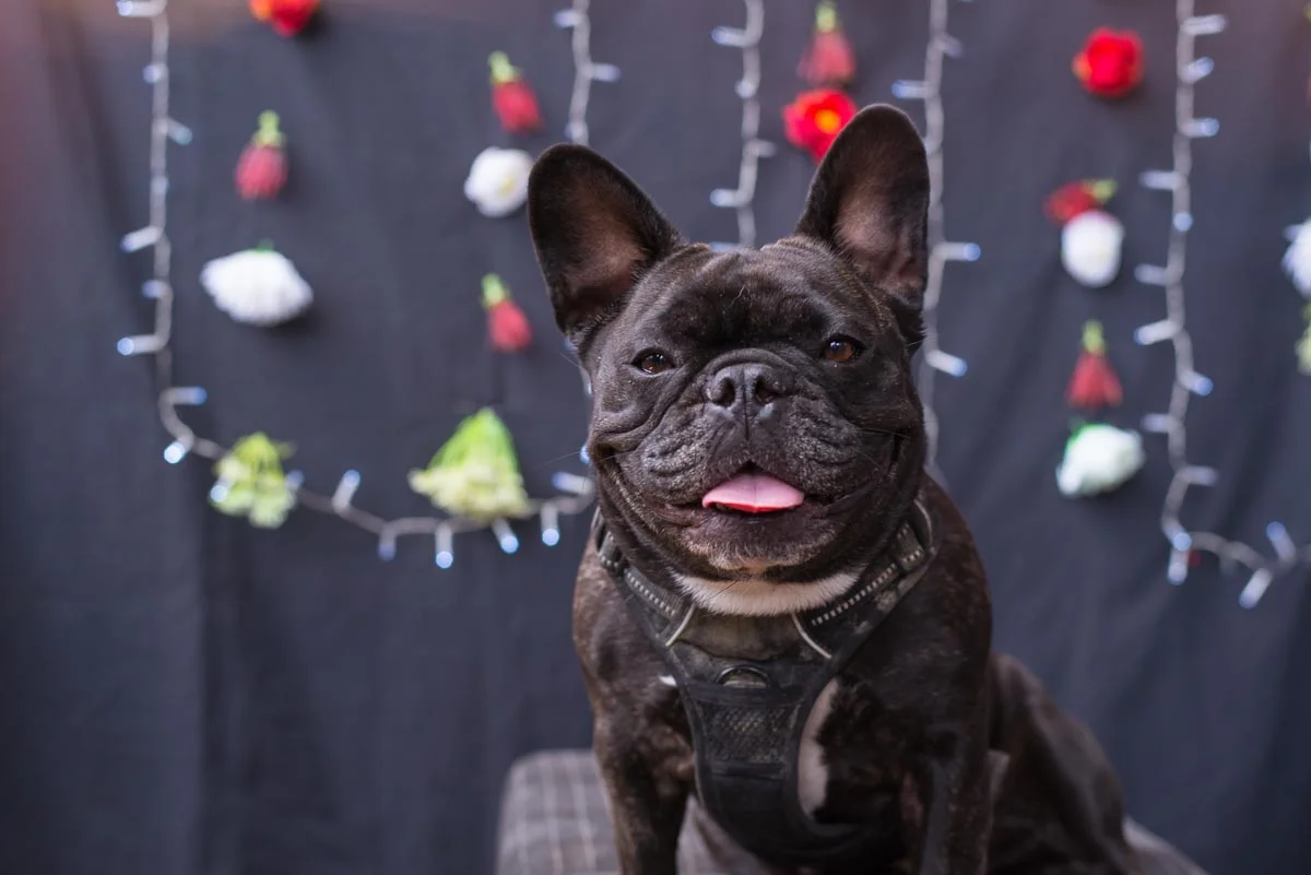 Dog & Grog xmas party, with pics — Yellow Lab Pet Photographer
