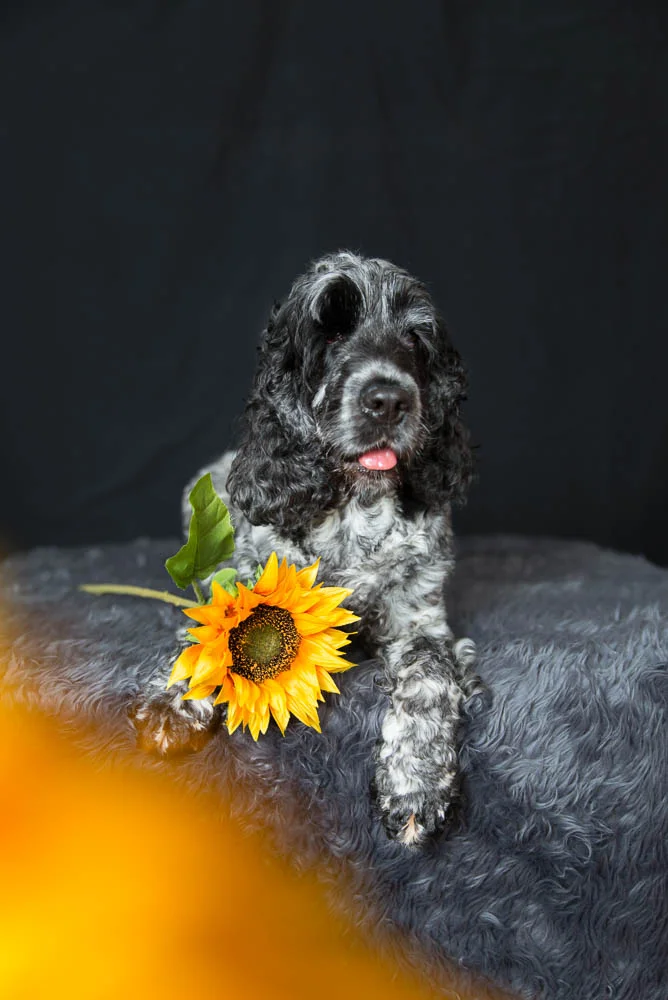 Best pet photographs 2019, Auckland — Yellow Lab Pet Photographer