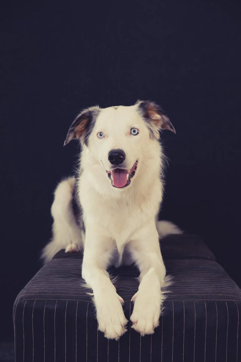 Best pet photographs 2019, Auckland — Yellow Lab Pet Photographer