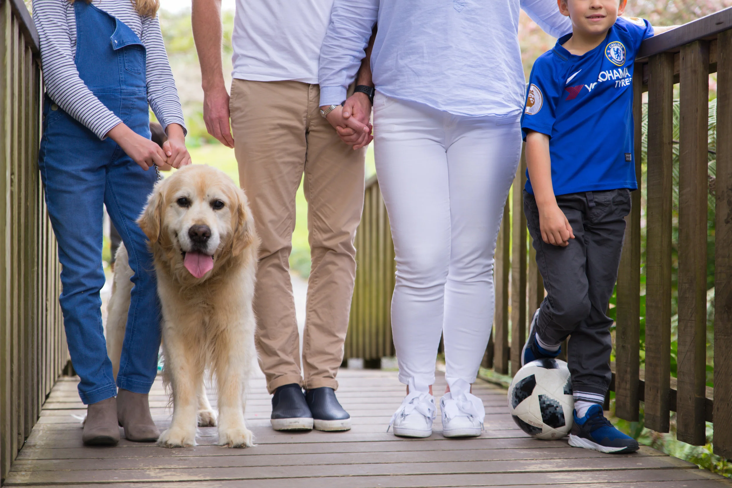 Best pet photographs 2019, Auckland — Yellow Lab Pet Photographer