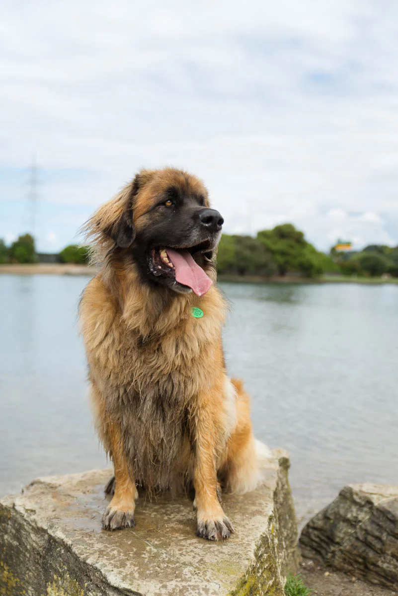 Leonbergers take over Onehunga reserve — Yellow Lab Pet Photographer