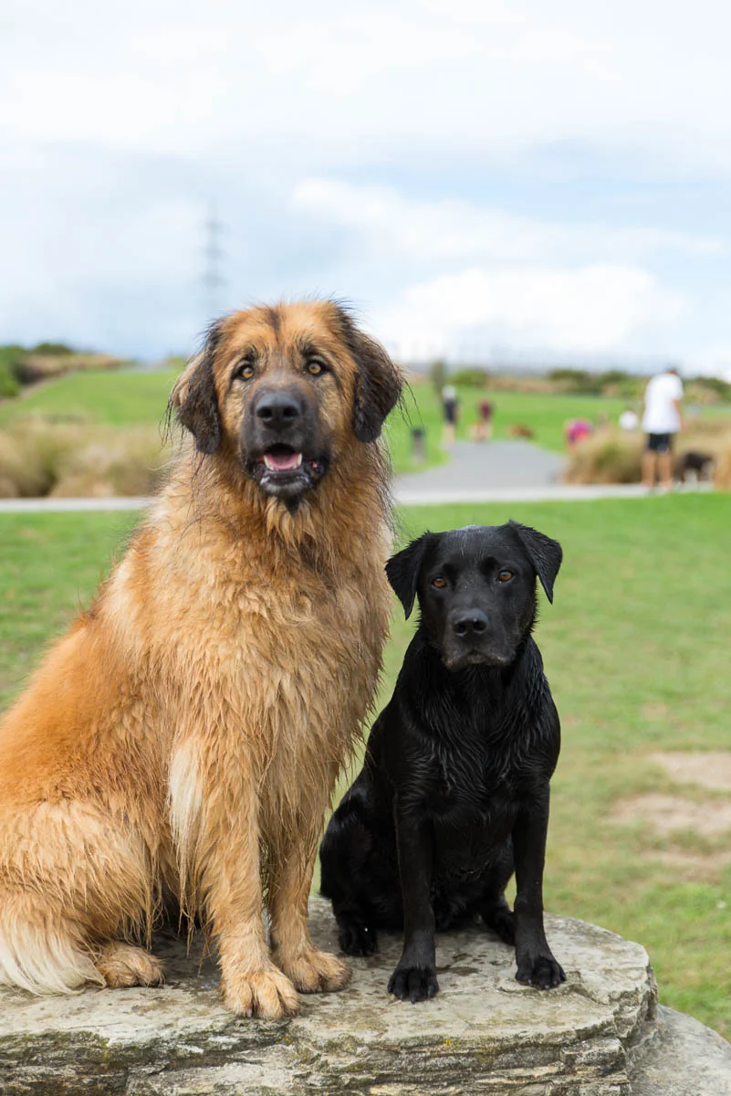 Leonbergers take over Onehunga reserve — Yellow Lab Pet Photographer