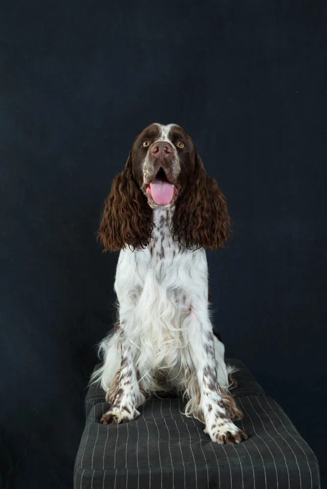 Is your dog in tip top shape for a photo shoot? — Yellow Lab Pet ...