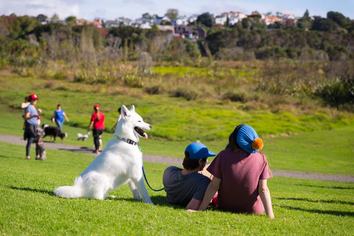 Auckland Big Dog Walk 2019 pics — Yellow Lab Pet Photographer