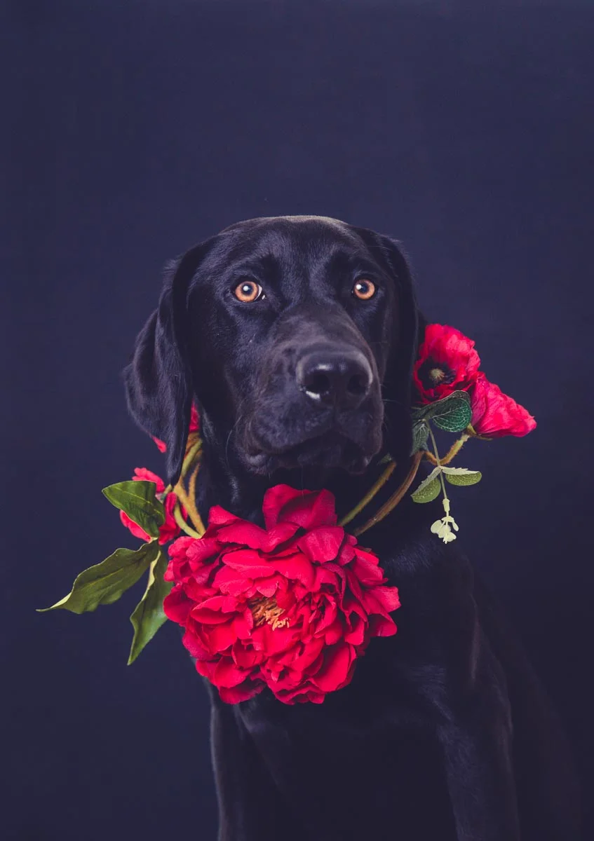 Labrador photoshoot in Auckland — Yellow Lab Pet Photographer