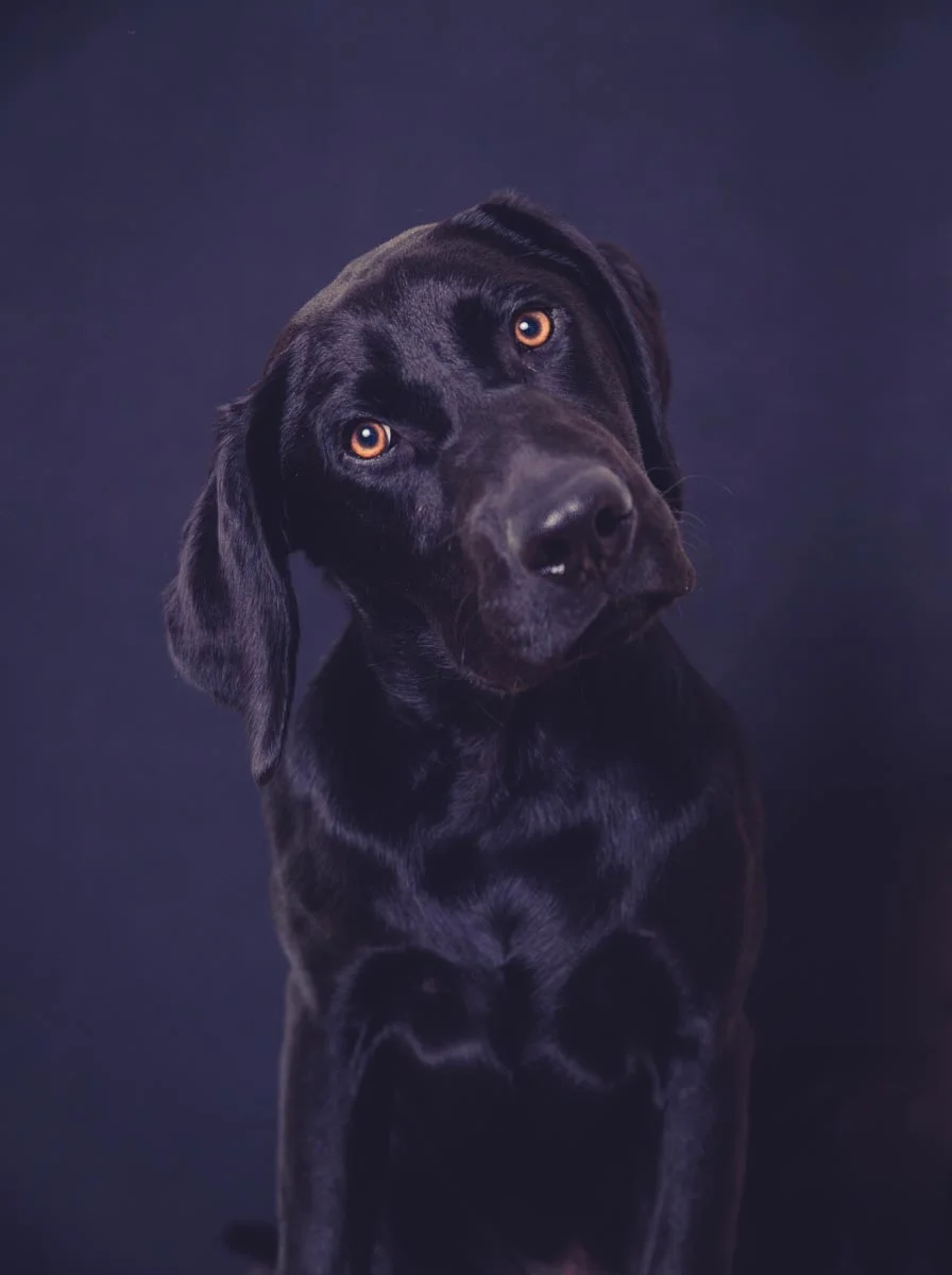 Labrador photoshoot in Auckland — Yellow Lab Pet Photographer