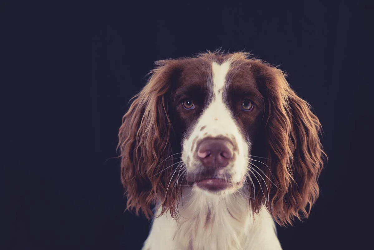 English Springer Spaniel photoshoot in Auckland — Yellow Lab Pet ...