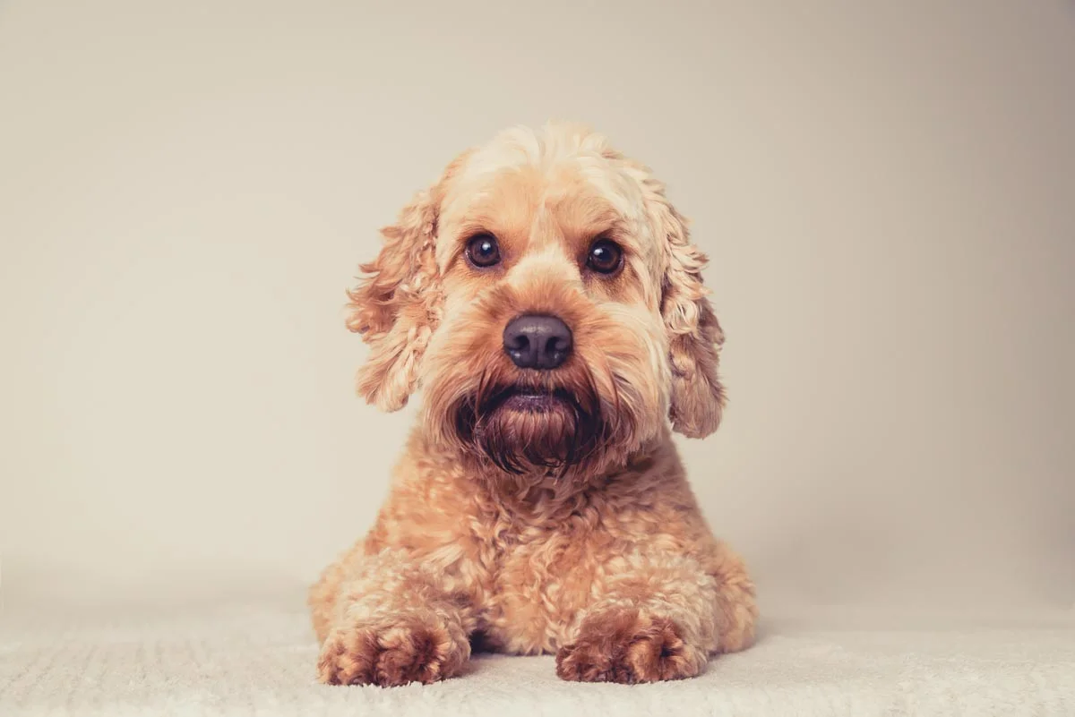 Cavoodle dog portraits in Auckland — Yellow Lab Pet Photographer