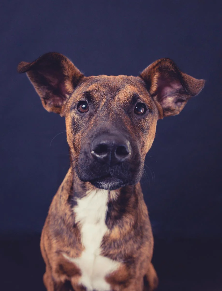 Puppy photoshoot with new family — Yellow Lab Pet Photographer